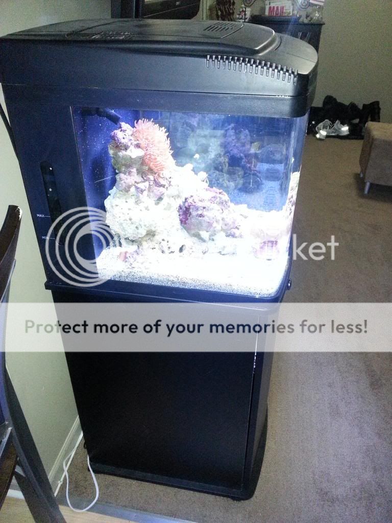 FS: Coralife BioCube 29 w/Stand! LIKE NEW