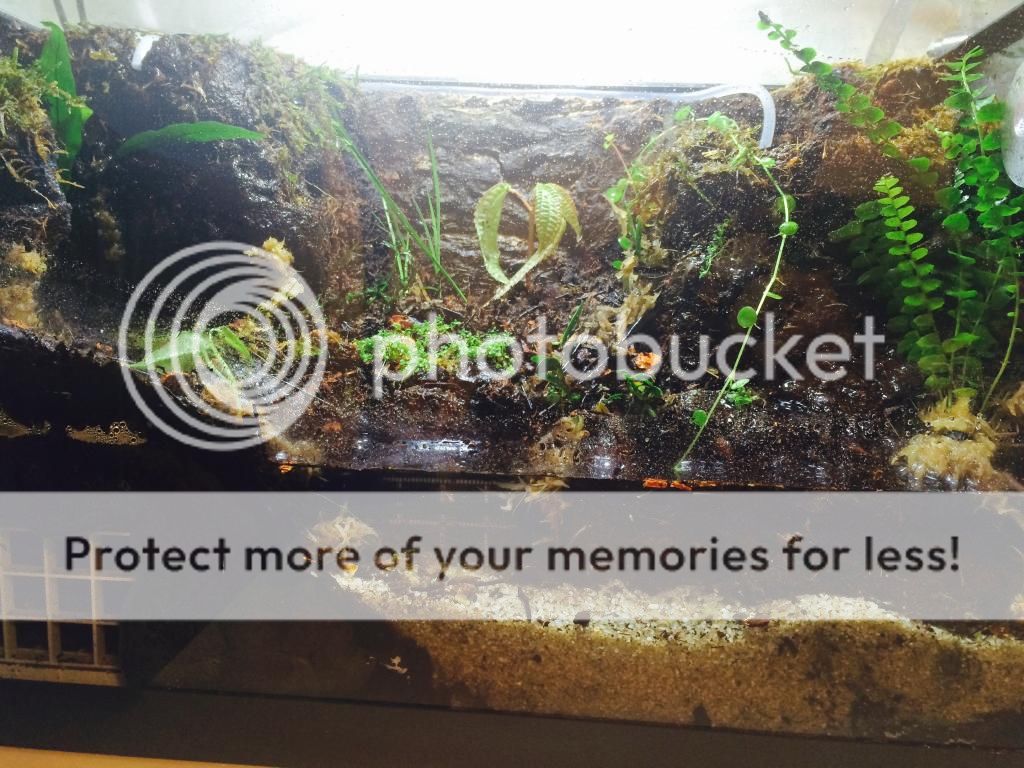 Geosesarma Red Devil and/or Bicolor Crabs info | The Planted Tank Forum