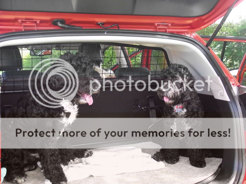 Giant Cockapoos?? | I Love My Cockapoo Forums