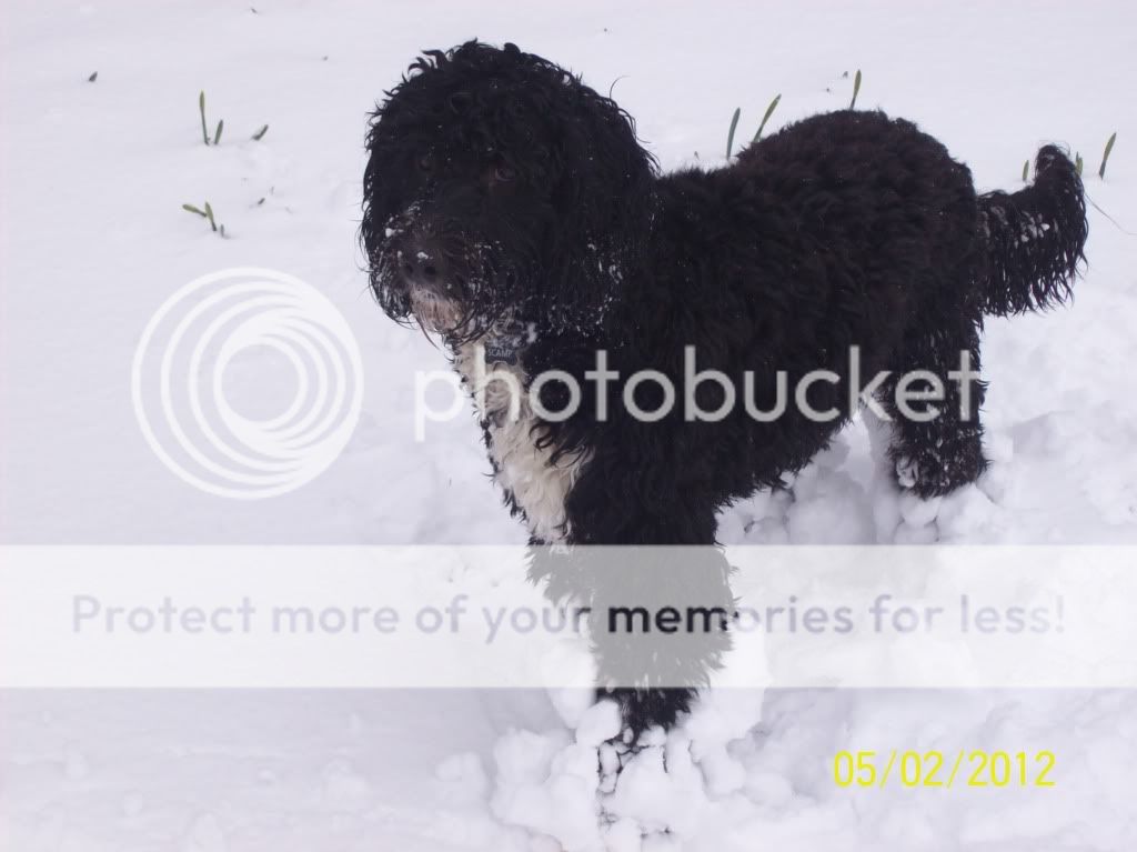 Giant Cockapoos?? | I Love My Cockapoo Forums